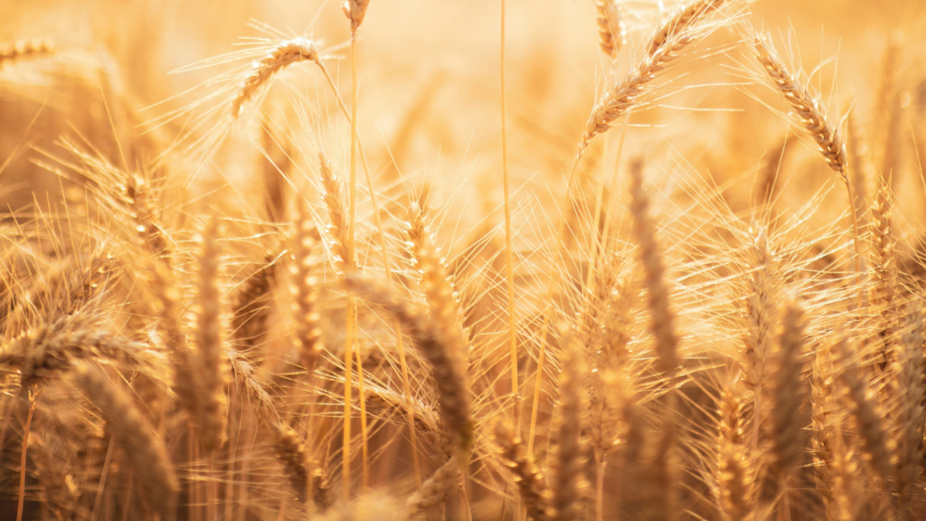 GACF Announces 2025 Grant Recipients - Girard Area Community Foundation